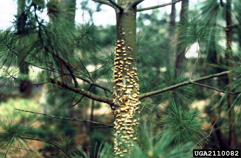 white pine blister rust (Cronartium ribicola)
