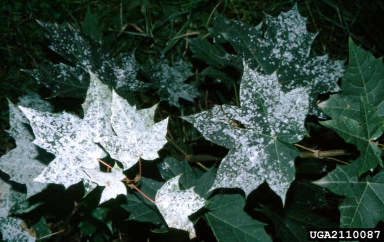 powdery mildew (Phyllactinia guttata (Wallr.) Lév.)