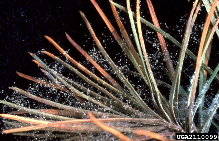 gray mold (Botrytis cinerea ) on Scots pine (Pinus sylvestris ) - 2110099