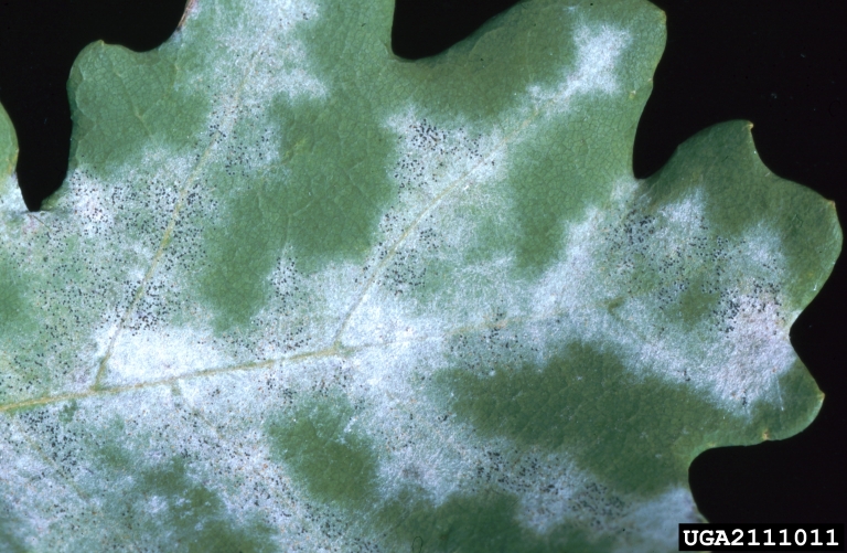powdery mildew (Erysiphe alphitoides (Griffon & Maubl.) U. Braun & S ...