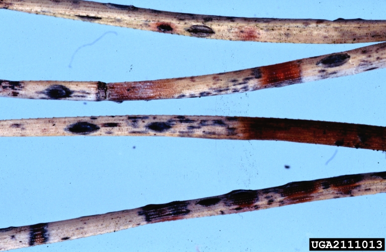 Mycosphaerella pini Rostr. (Synonym for Dothistroma septosporum (Dorog ...