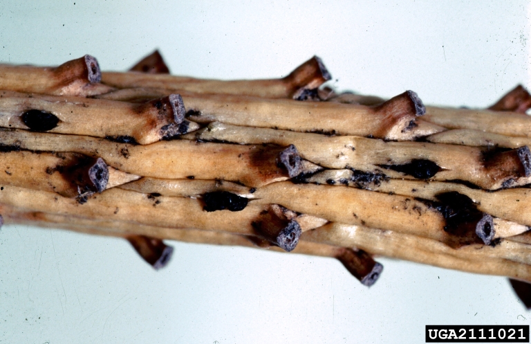 Scleroderris canker of pine and spruce (Gremmeniella abietina)