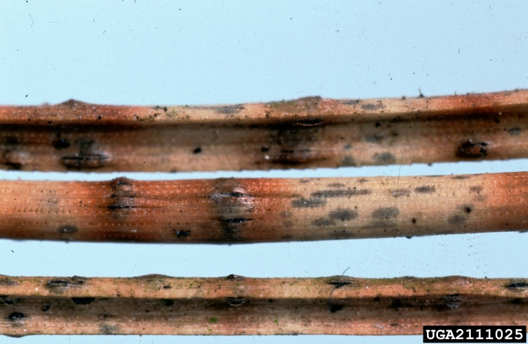 Dothistroma needle blight (Dothistroma septosporum (Dorog.) M. Morelet)