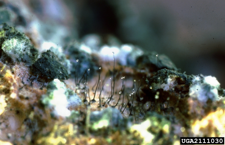 blue stain fungi (Genus Ophiostoma Syd. & P. Syd.)