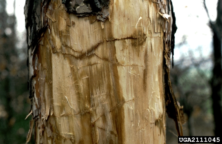 steelblue jewel beetle (Phaenops cyanea (Fabricius, 1775))
