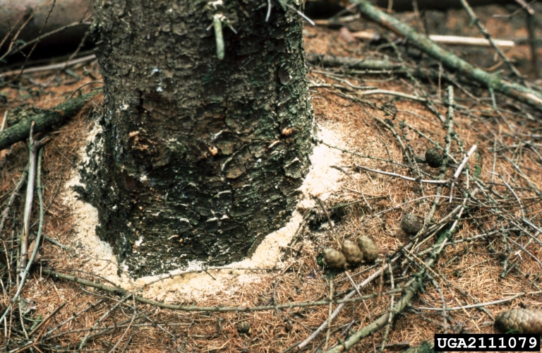striped ambrosia beetle (Trypodendron lineatum)