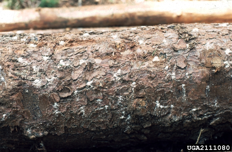 striped ambrosia beetle (Trypodendron lineatum)