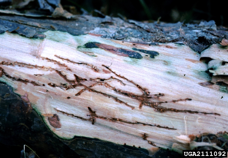 engraver beetle (Ips acuminatus (Gyllenhal, 1827))