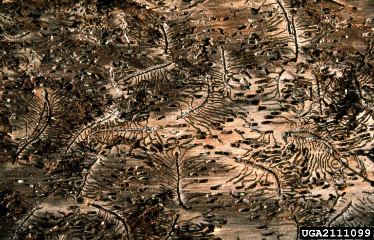 six-toothed spruce bark beetle (Pityogenes chalcographus)