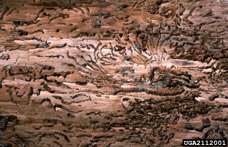 small spruce bark beetle (Polygraphus poligraphus)