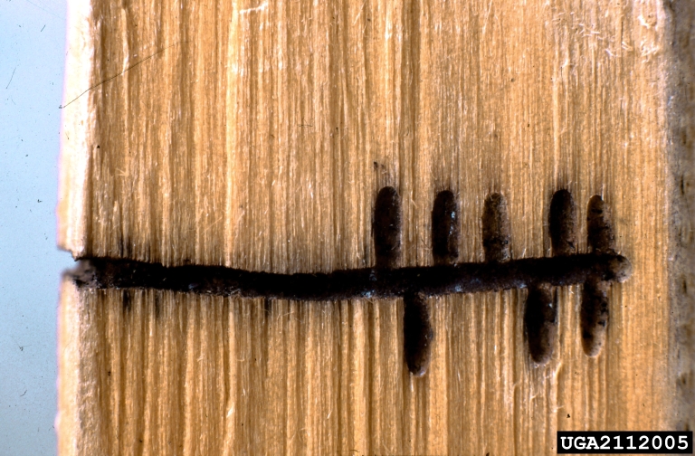 striped ambrosia beetle (Trypodendron lineatum (Olivier, 1795))