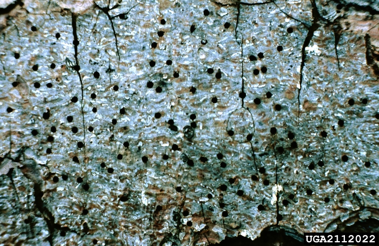 small spruce bark beetle (Polygraphus poligraphus (Linnaeus, 1758))