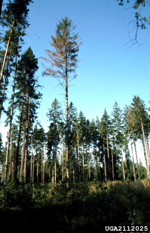northern bark beetle (Ips duplicatus)