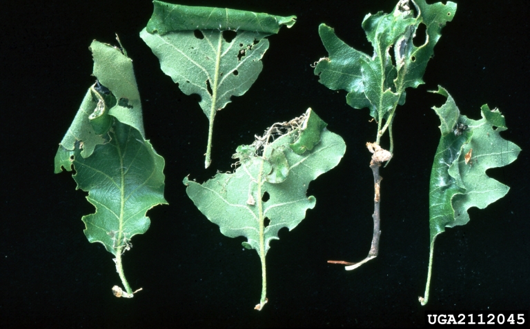 European oak leaf roller (Tortrix viridana Linnaeus)