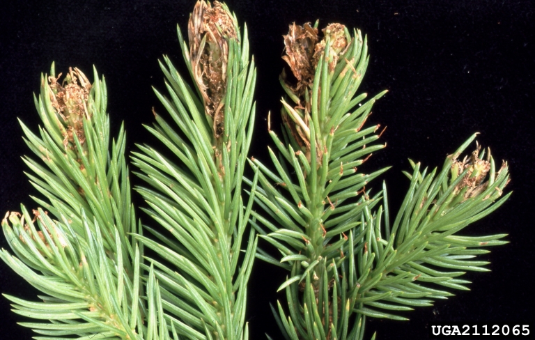 European spruce bud moth (Zeiraphera ratzeburgiana (Saxesen))