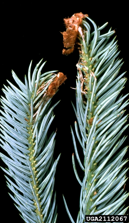 European spruce bud moth (Zeiraphera ratzeburgiana)