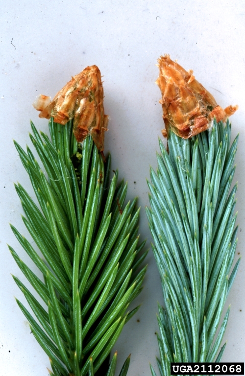 European spruce bud moth (Zeiraphera ratzeburgiana) (Zeiraphera ...