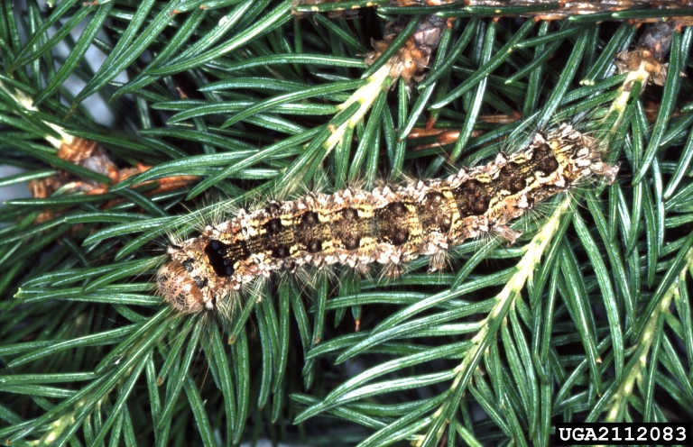 nun moth (Lymantria monacha (Linnaeus))