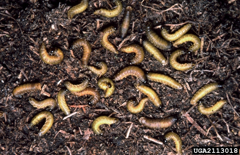 European web-spinning larch sawfly (Cephalcia lariciphila)