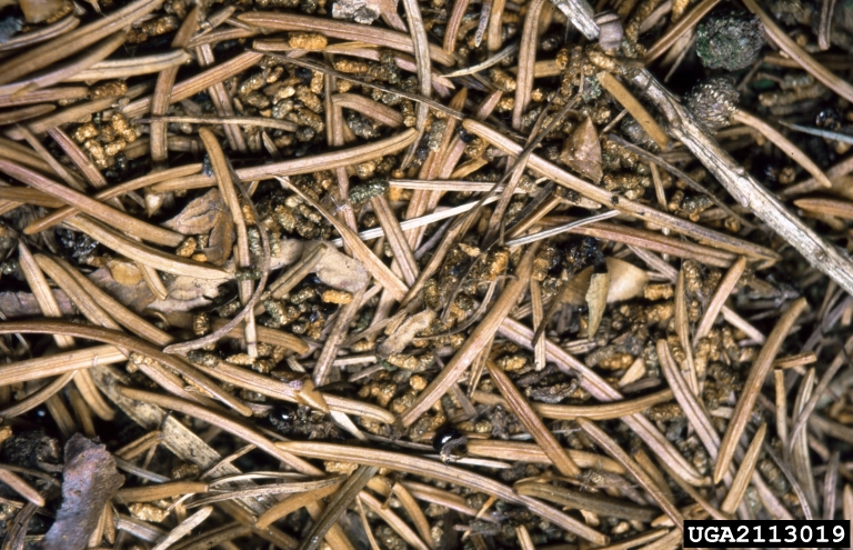 European web-spinning larch sawfly (Cephalcia lariciphila (Wachtl))