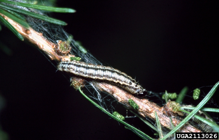 European web-spinning larch sawfly (Cephalcia lariciphila (Wachtl))