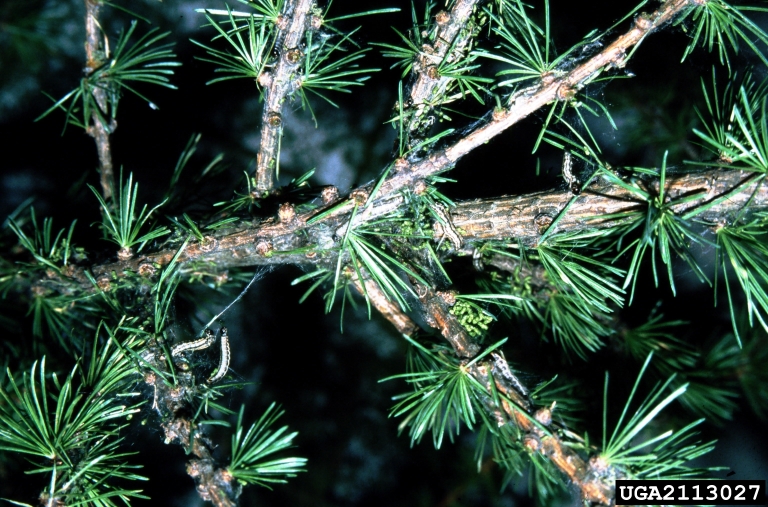 European web-spinning larch sawfly (Cephalcia lariciphila)