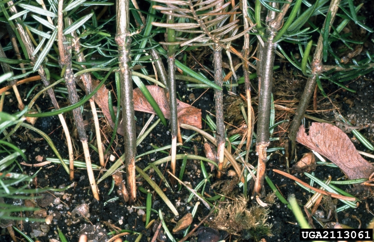 crane flies (Genus Tipula)