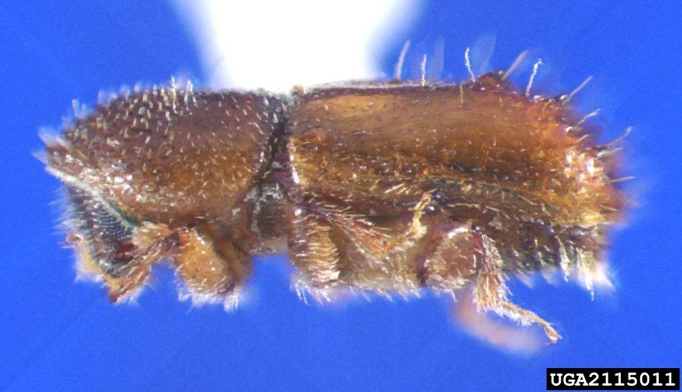 bark beetles (Genus Pityogenes Bedel 1888)