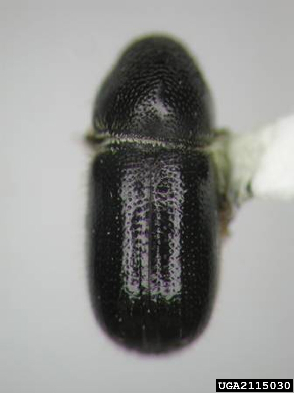 cone beetles (Genus Conophthorus Hopkins, 1915)