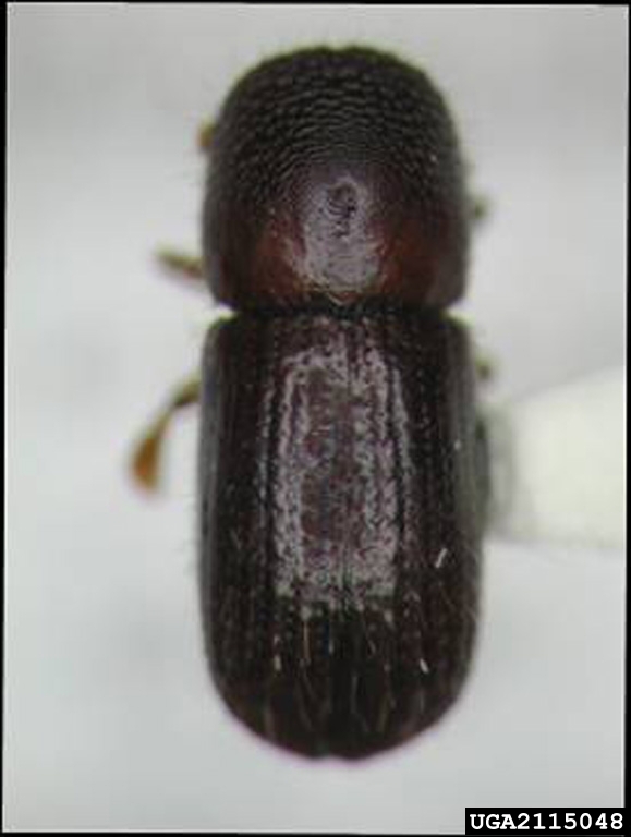 ambrosia beetle (Genus Euwallacea Hopkins, 1915)