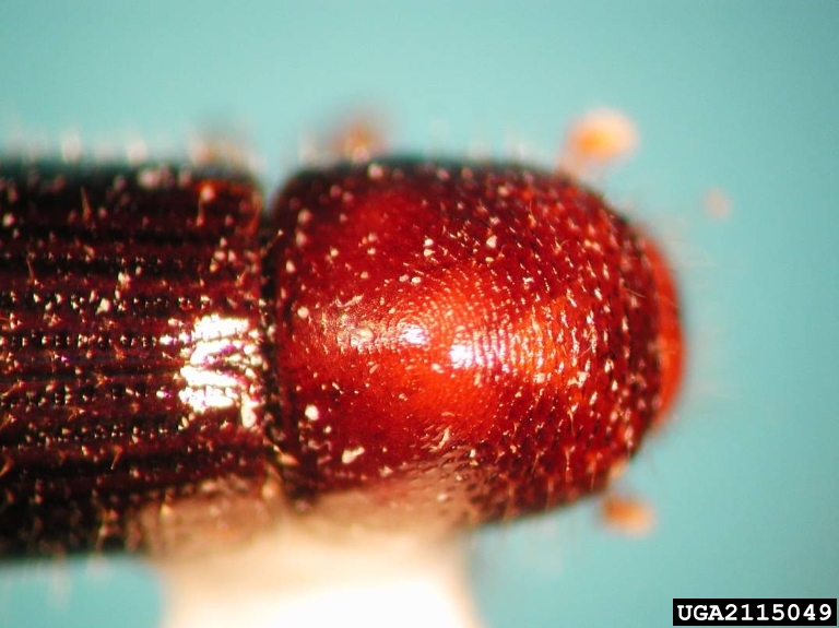 ambrosia beetle (Genus Euwallacea Hopkins, 1915)