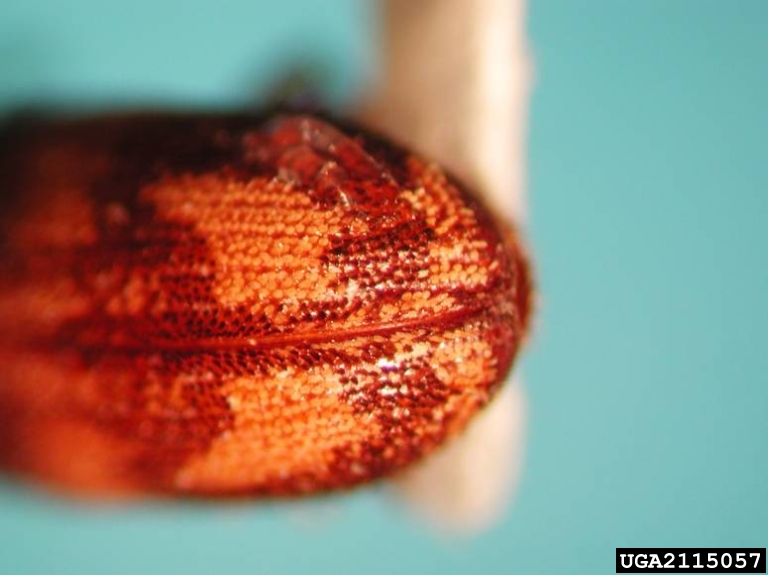 ash bark beetles (Genus Hylesinus Fabricius 1801)