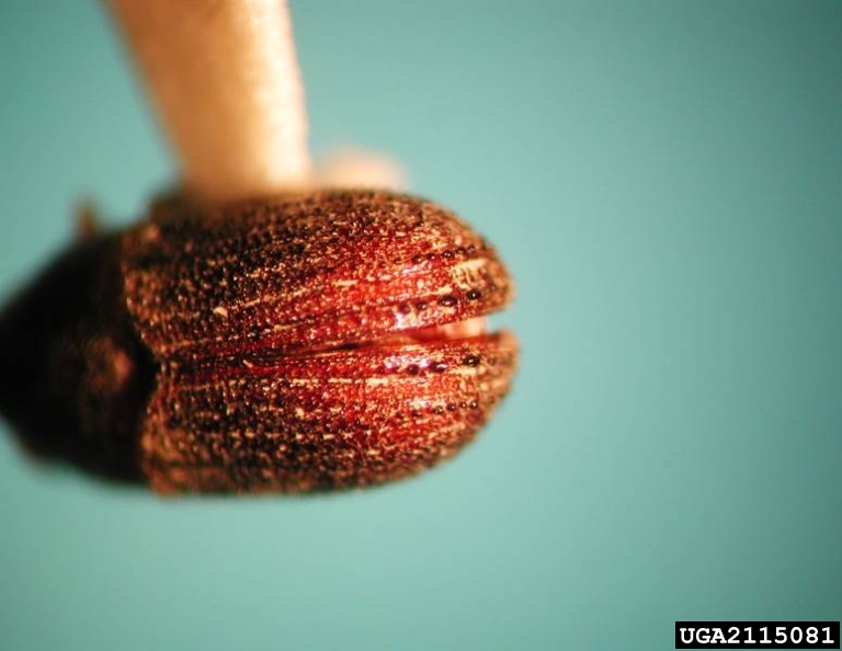 cedar bark beetles (Genus Phloeosinus Chapuis 1869)