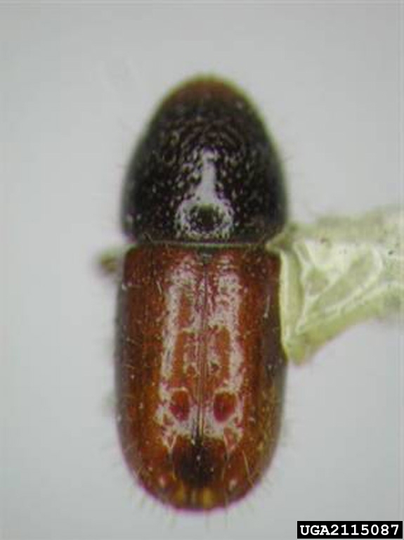 bark beetles (Genus Pityogenes)