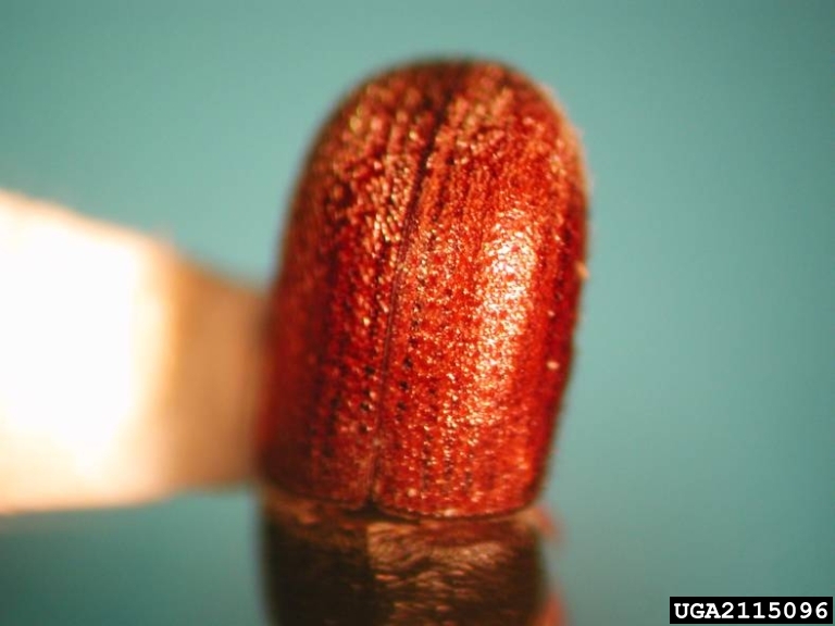 bark beetles (Genus Polygraphus)