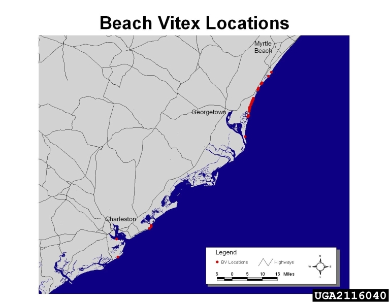 beach vitex (Vitex rotundifolia L. f.)