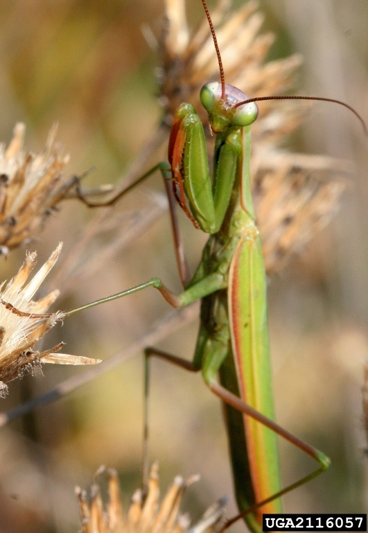 mantids, (Mantodea: Mantidae) - 2116057