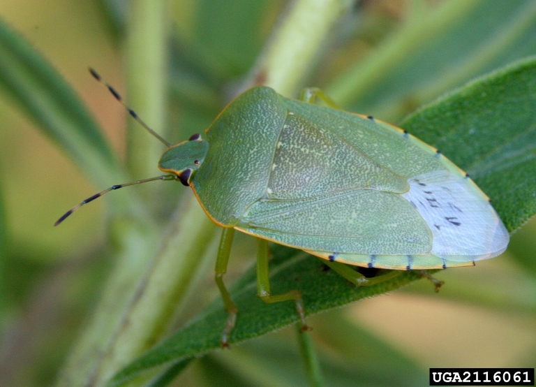 green stink bug (Chinavia hilaris ( Say, 1831))