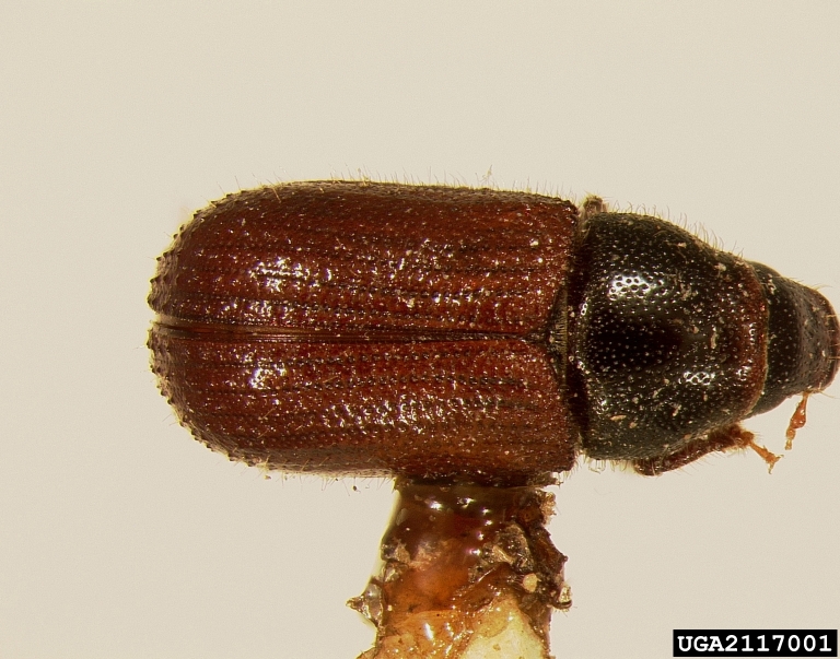 lesser pine shoot beetle (Tomicus minor)