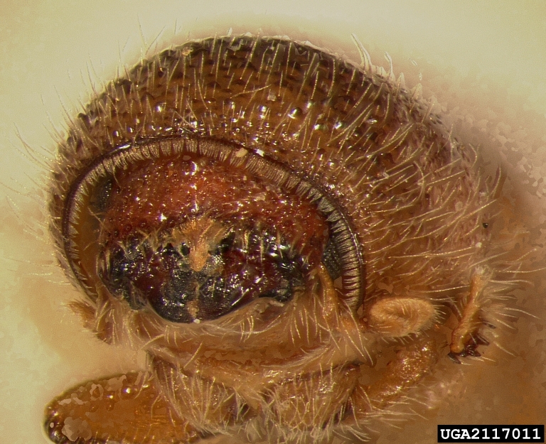 Mediterranean pine engraver beetle (Orthotomicus erosus)
