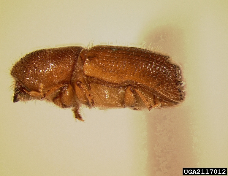 Mediterranean pine engraver beetle (Orthotomicus erosus (Wollaston, 1857))