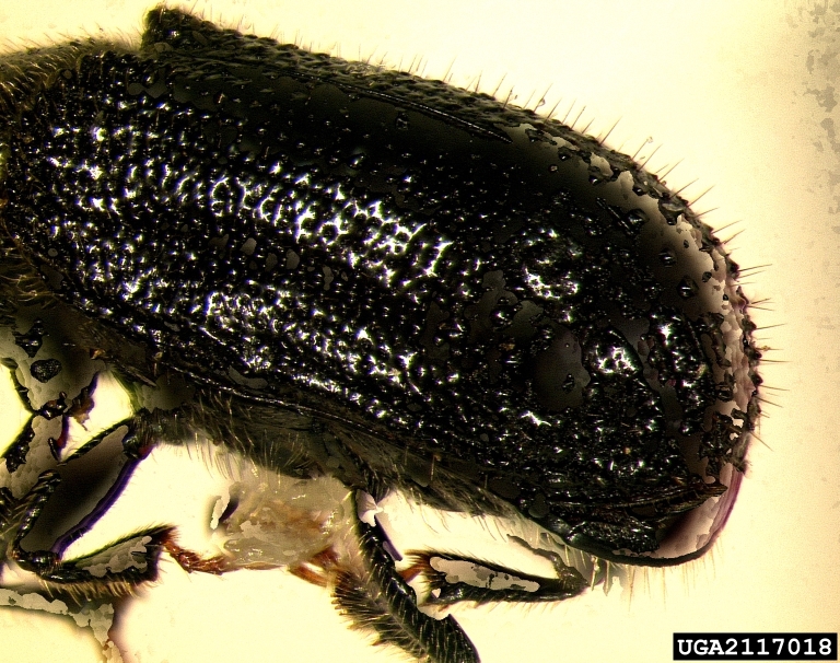 common pine shoot beetle, larger pine shoot beetle (Tomicus piniperda)