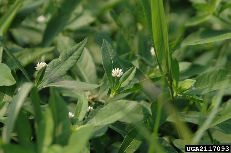 alligatorweed (Alternanthera philoxeroides (Mart.) Griseb.)