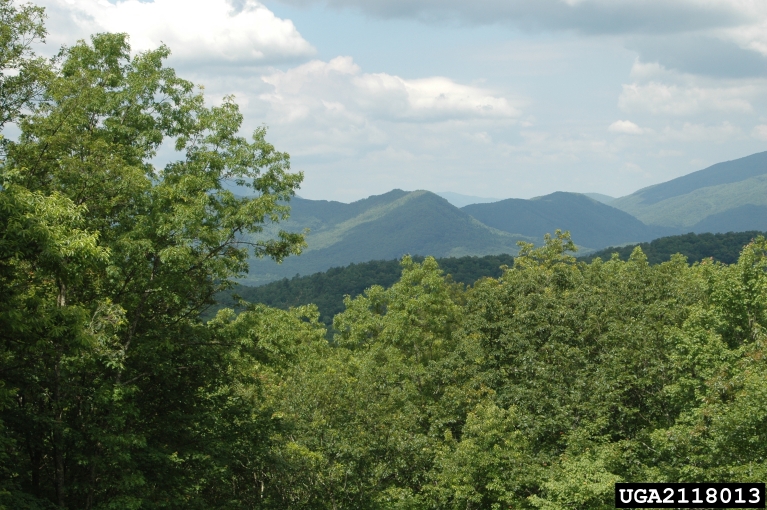 Appalachian mixed hardwoods