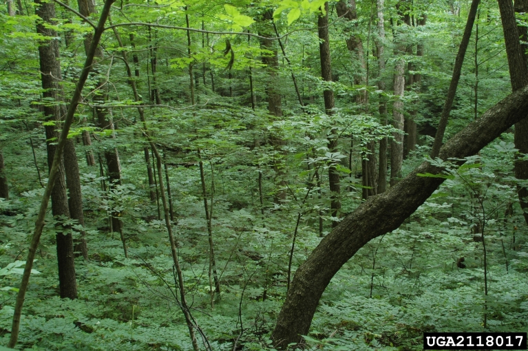 Appalachian mixed hardwoods