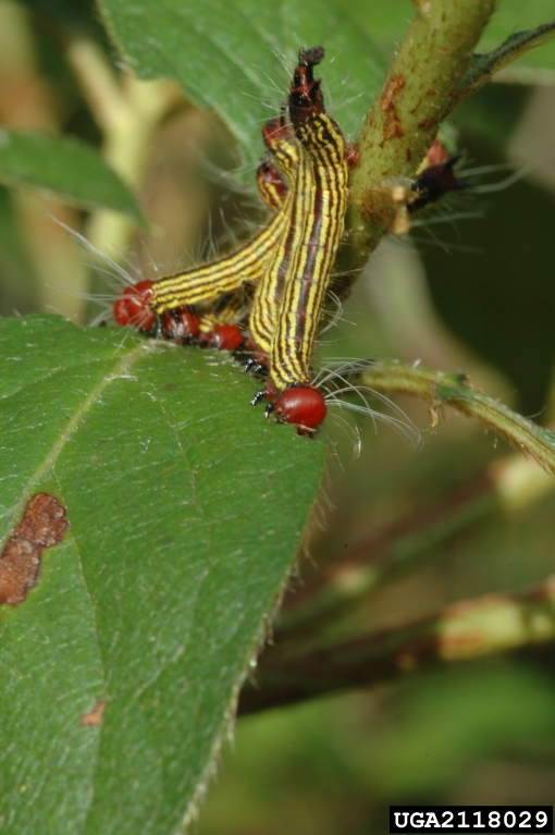 azalea caterpillar (Datana major Grote & Robinson)