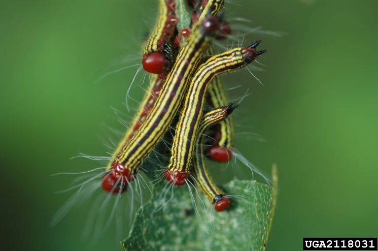 azalea caterpillar (Datana major Grote & Robinson)