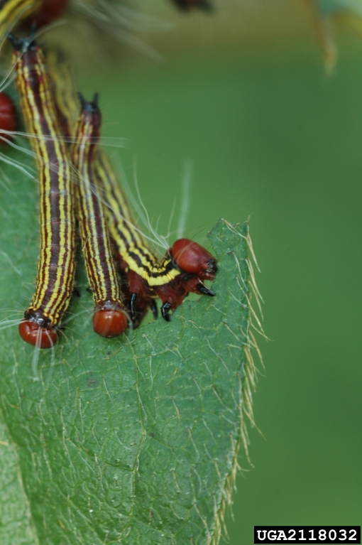 azalea caterpillar (Datana major Grote & Robinson)