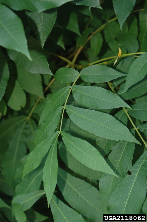 bitternut hickory (Carya cordiformis (Wangenh.) K. Koch)