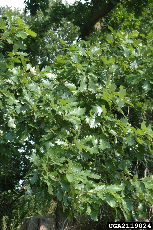 bur oak (Quercus macrocarpa Michx.)